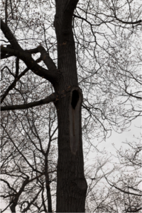 Cavity tree – Photo by Andrew Pitek | Forestry